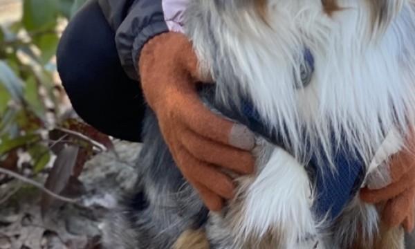 Lost Gloves, Mittens, Scarfs | View Recently Item Reports | Lostings